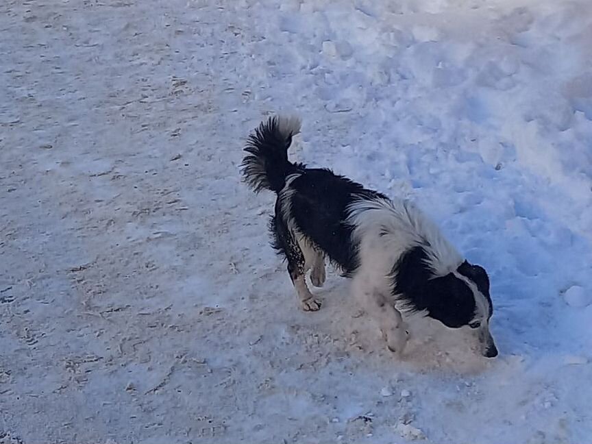 Маленький песик ищет дом