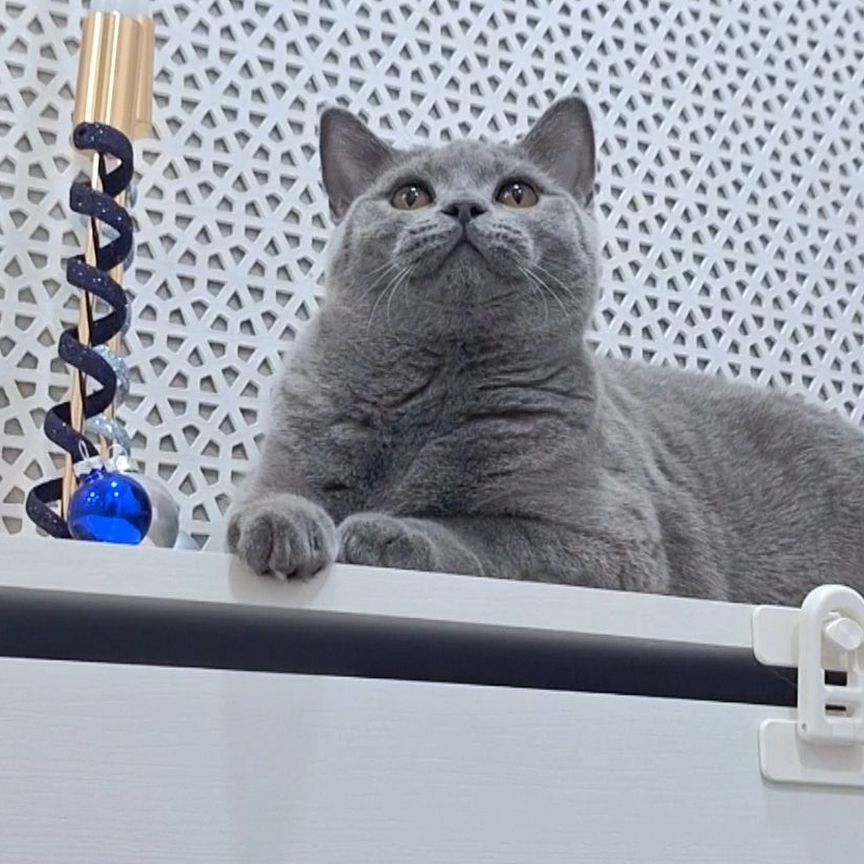 Британский короткошёрстный котёнок