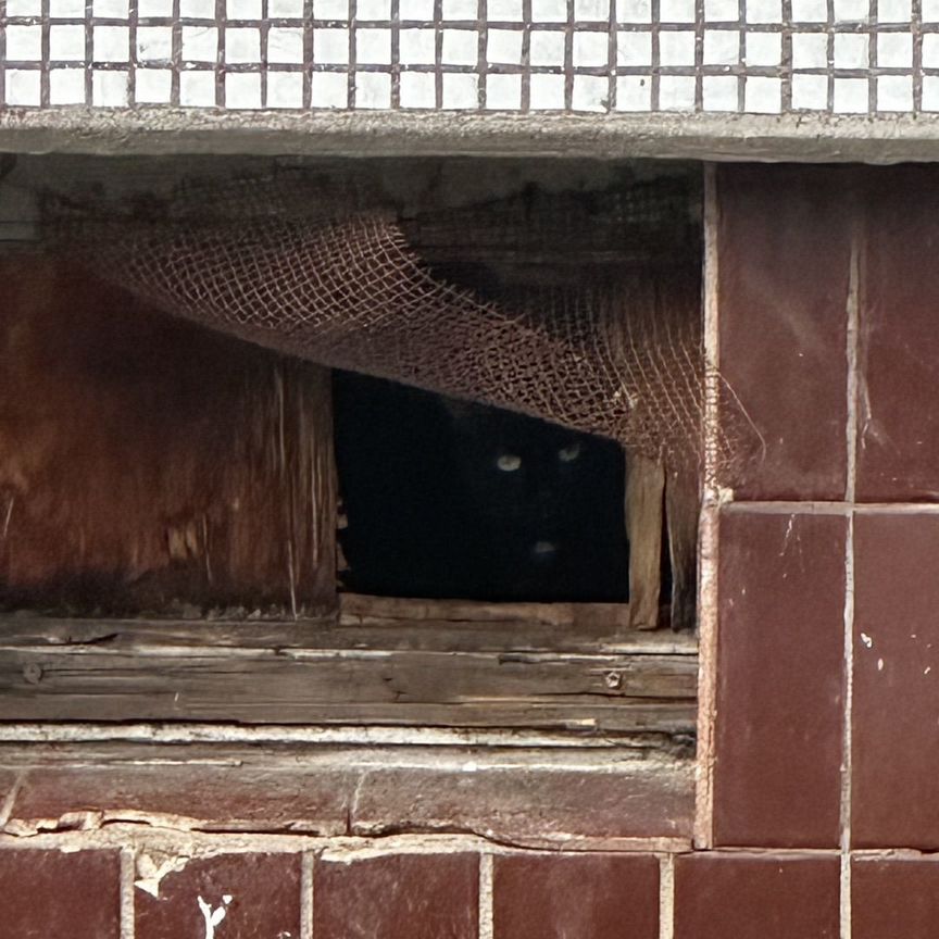 Черная кошка