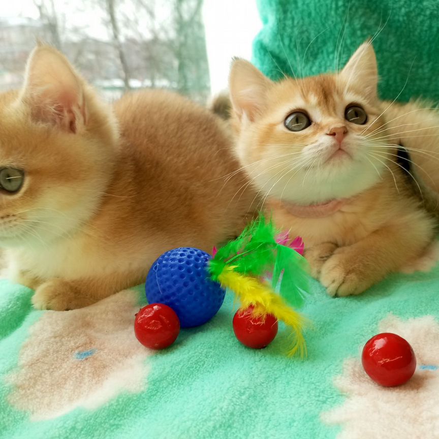 Котята Золотая шиншилла. Девочки