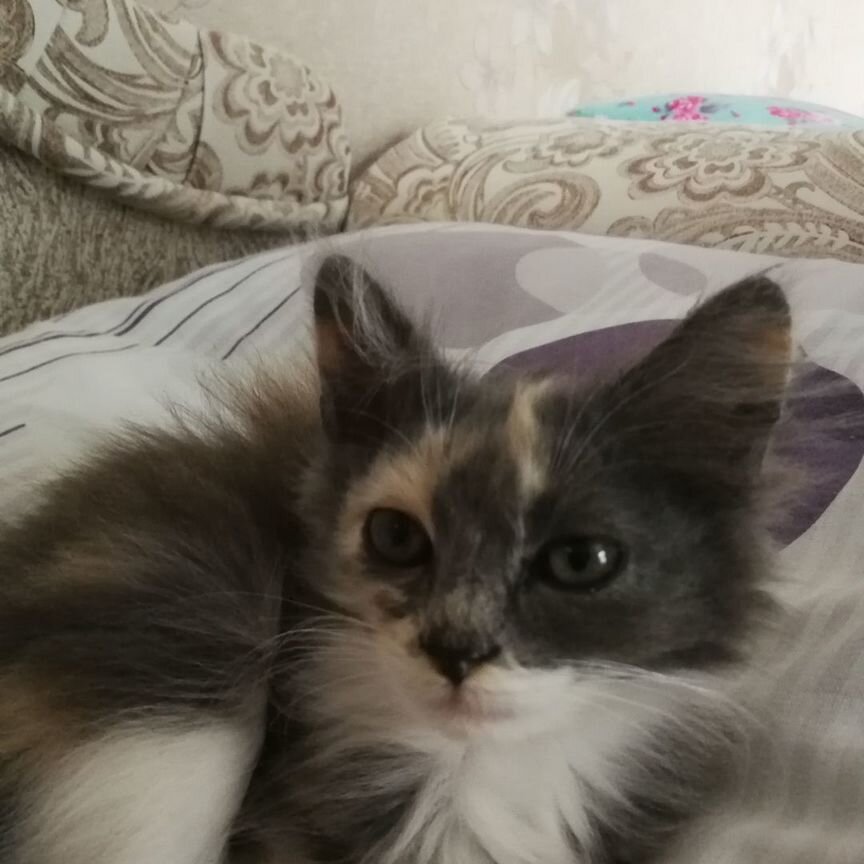 Котята