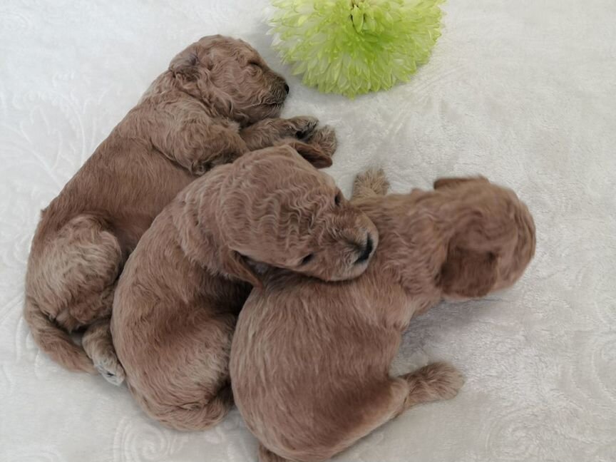 Щенки пуделя