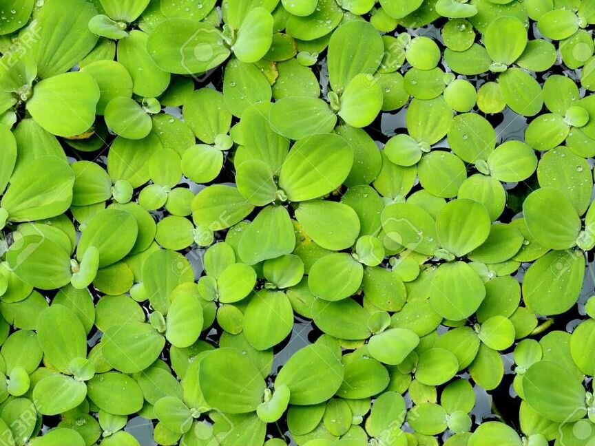 Растение в аквариум "пистия"