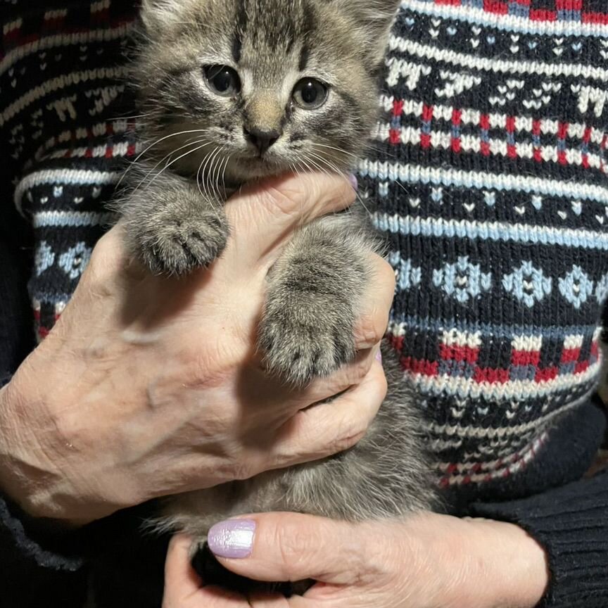Тигруля девочка-котенок 1,5 мес