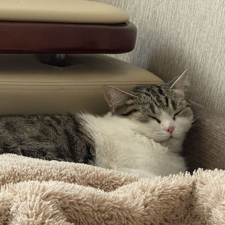 Шотландская вислоухая короткошёрстная кошка, взрослая