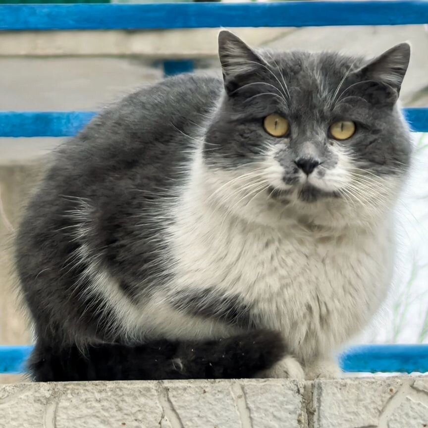 Кот в добрые руки