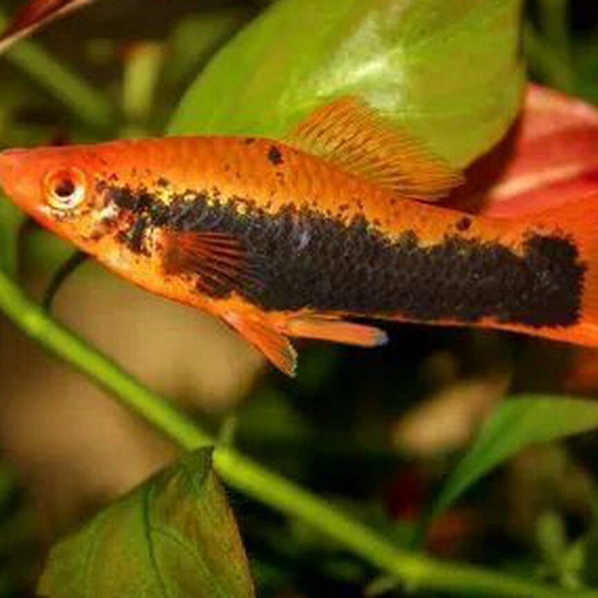 Набор: Меченосцы, Людвигия,улитки