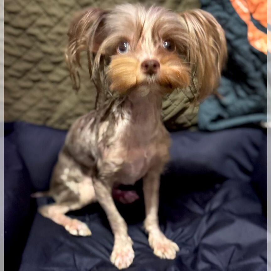 Йоркширский терьер, взрослый пёс