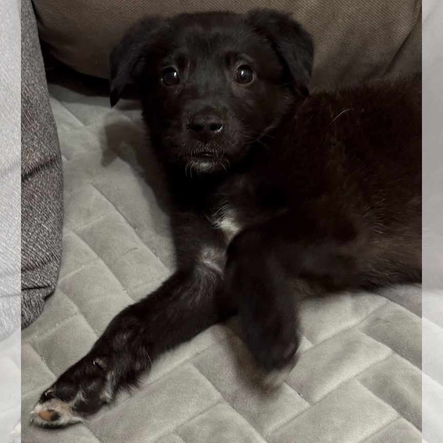 Щенок в добрые руки