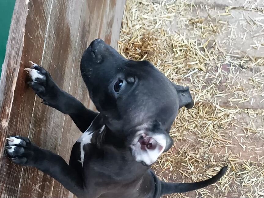 Щенки питбуля рр