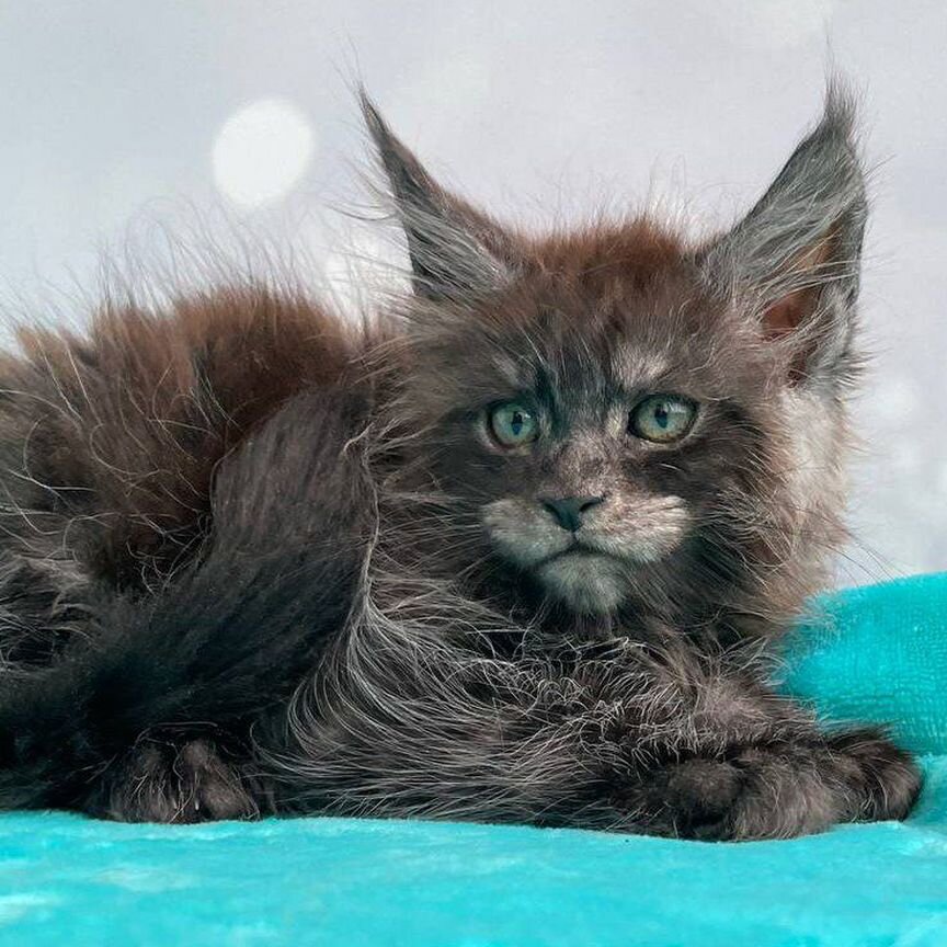 Черный дымчатый мейн-кунчик