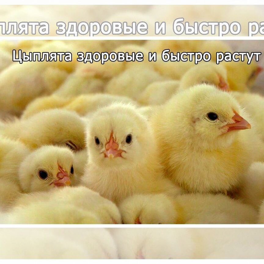 Цыплята бройлера,суточные и подрощенные
