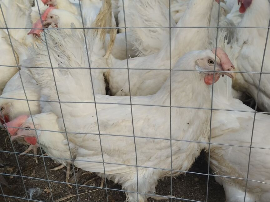 Куры несушки де каб white