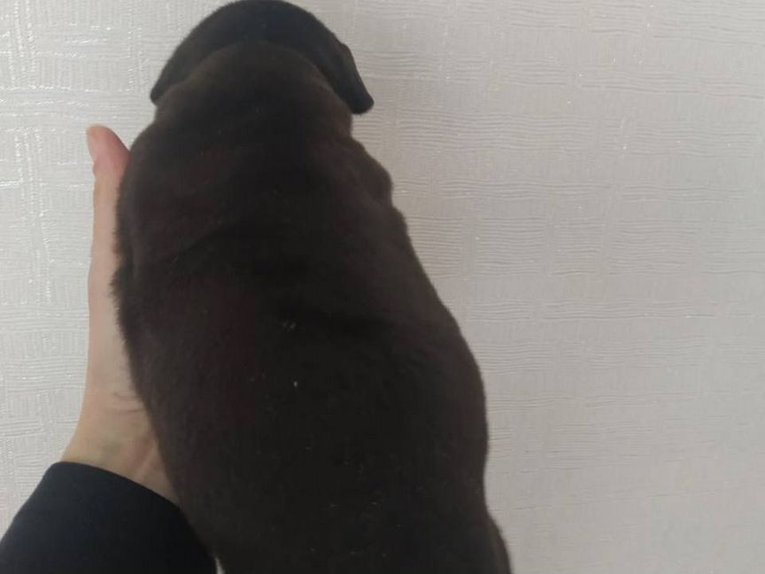 Щенки стаффа