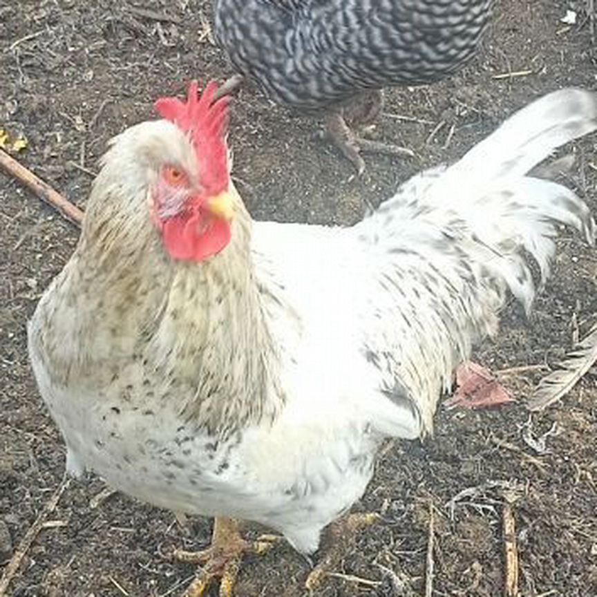 Куры несушки