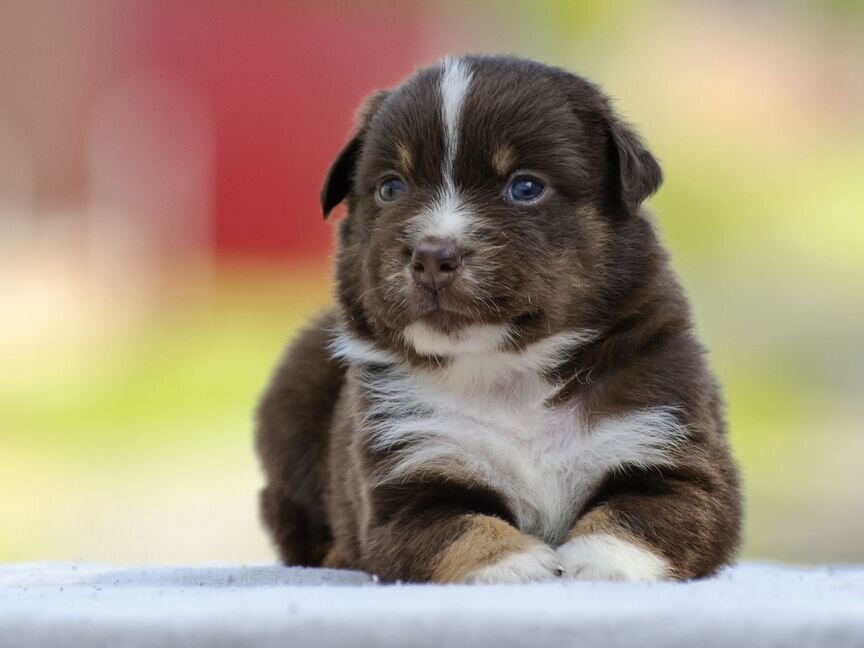 Малыш миниатюрной американской овчарки