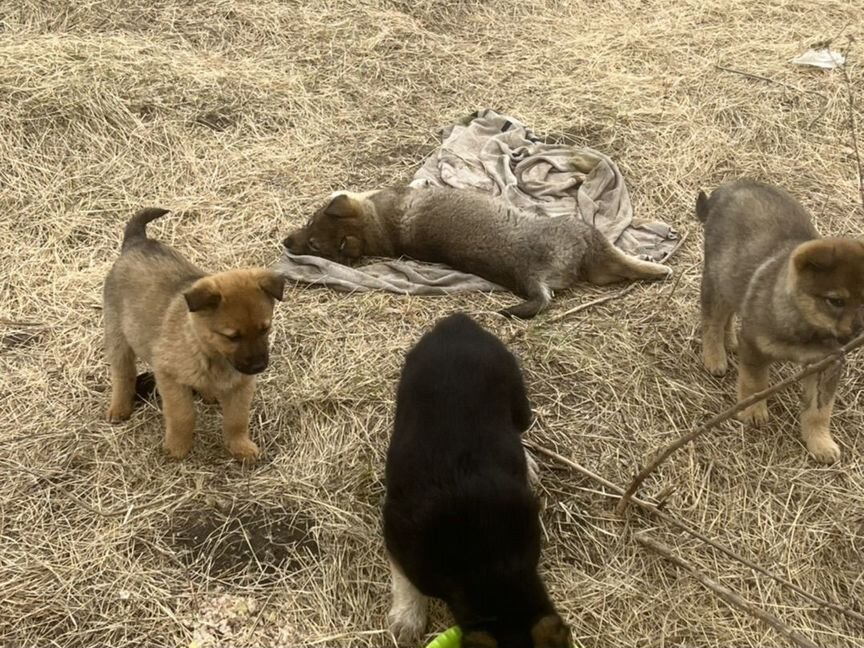 6 щеночков в добрые руки (хутор Ельбузд)