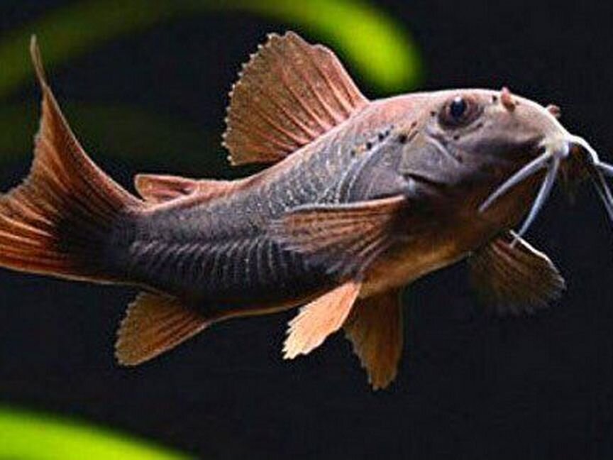 Коридорас блек венесуэла