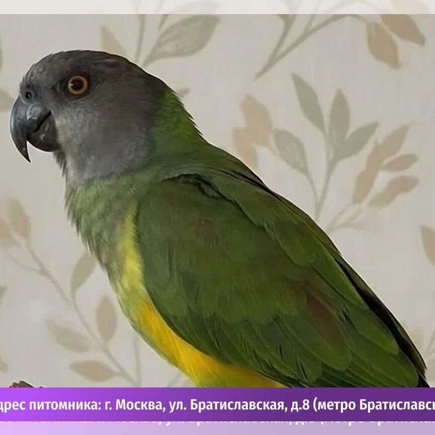 Попугай Сенегальский