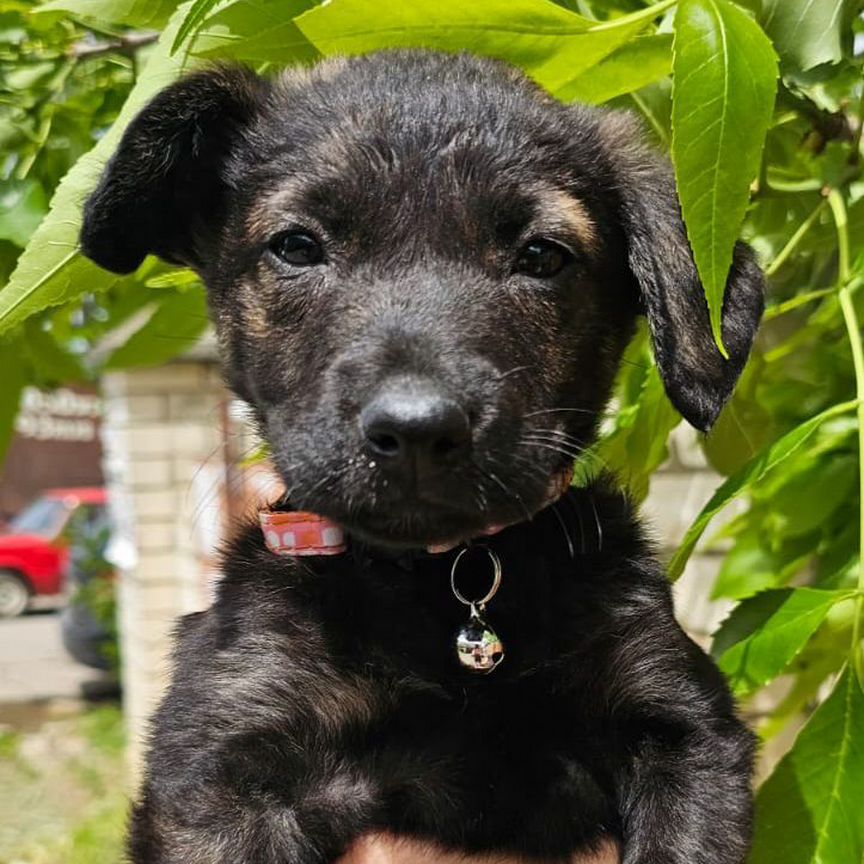 Щенуличка красотуличка