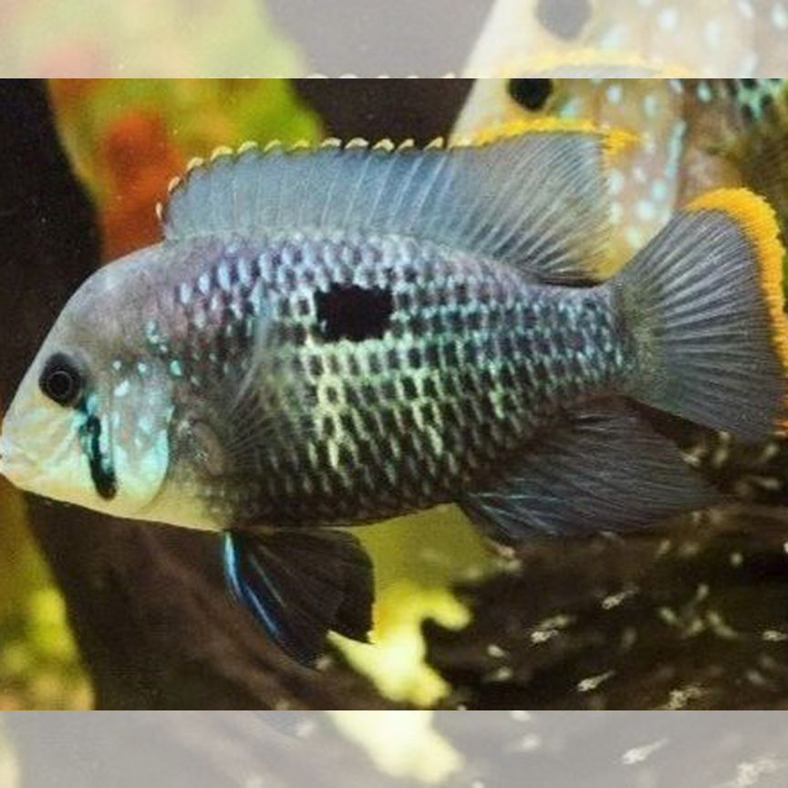 Цихлида Акара бирюзовая