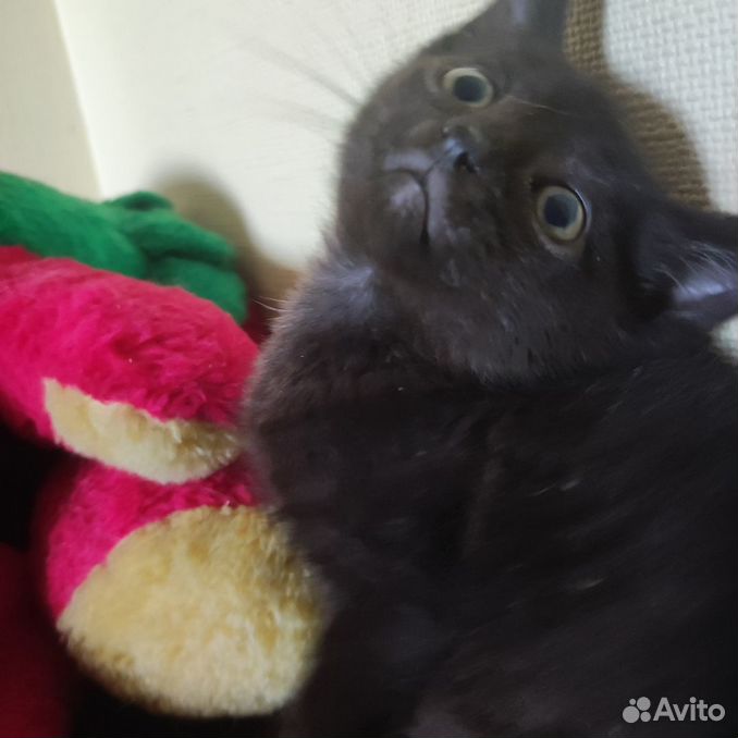 Очароваха Уголёк ищет дом