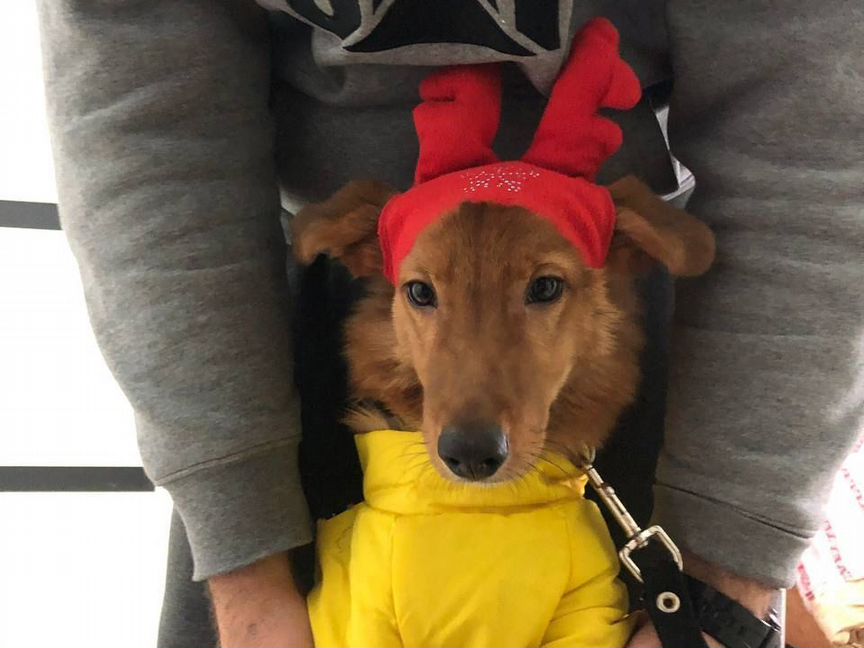 Красавец щенок лучшим родителям