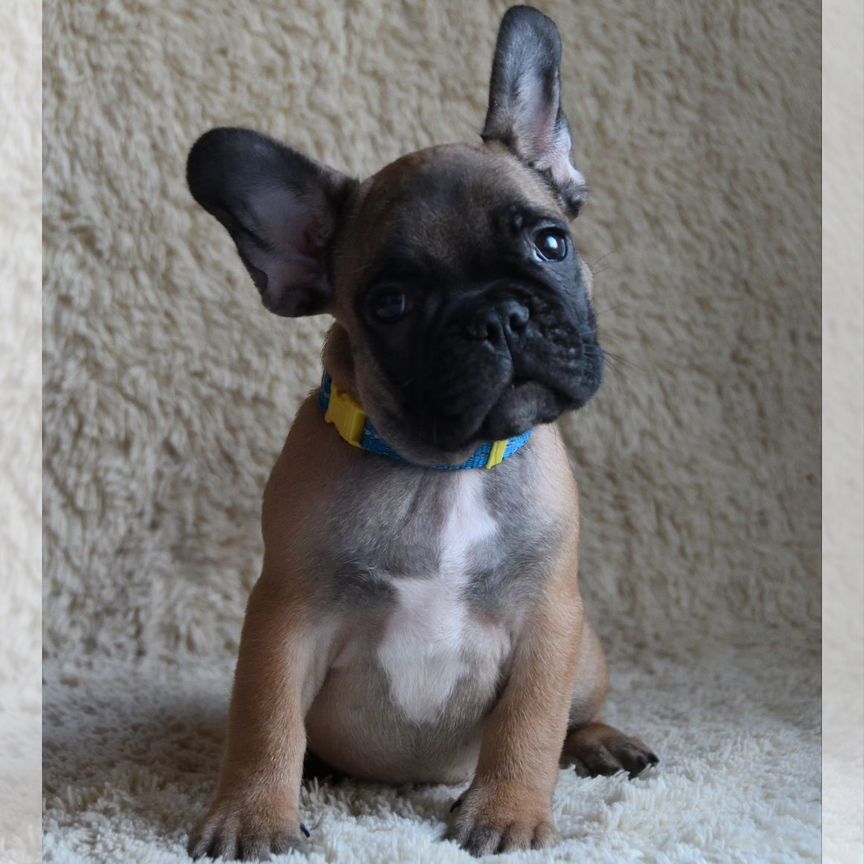 Французский бульдог, щенок