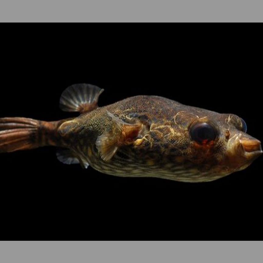 Тетрадон горбатый палембанг