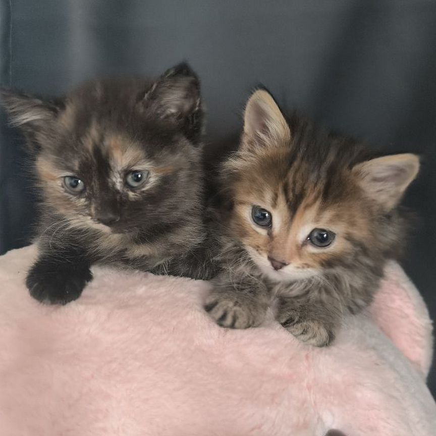 Котёнок от частного владельца