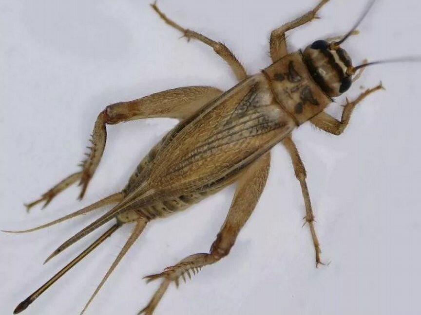 Сверчок домовой