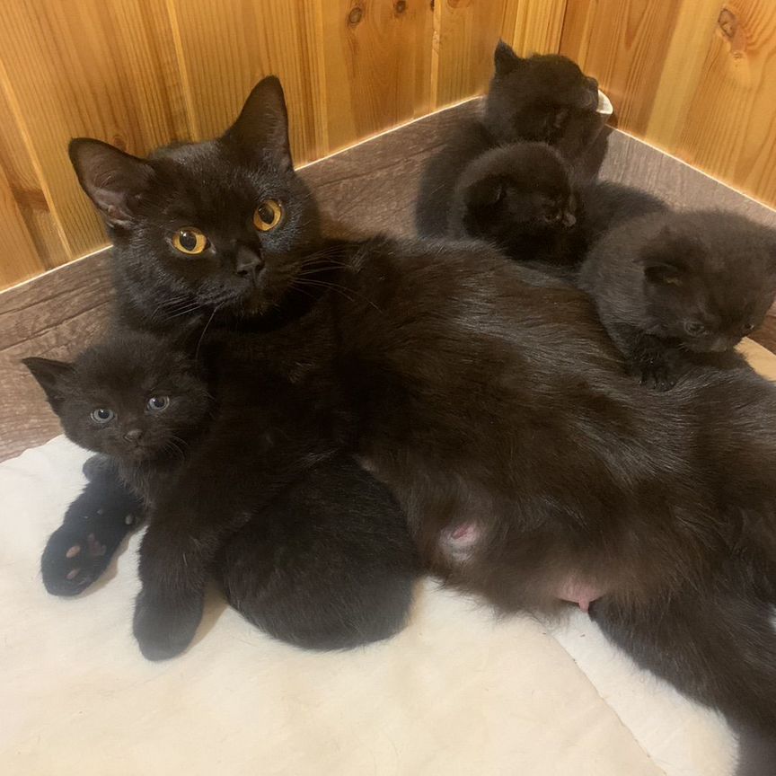 Шотландские котята