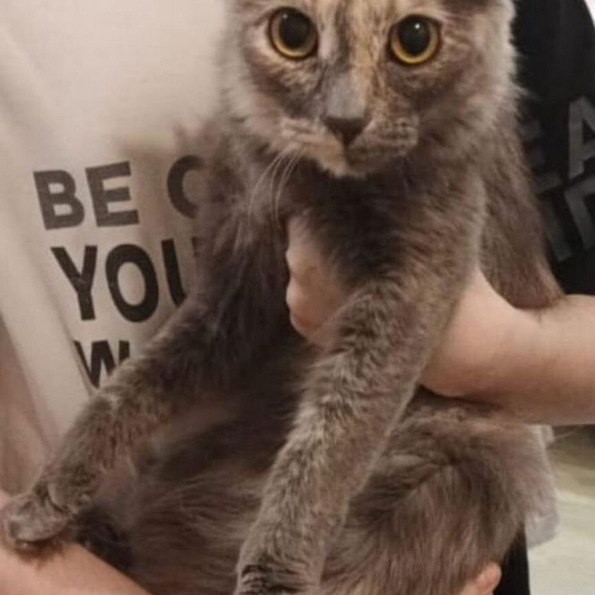 Кошка найденыш