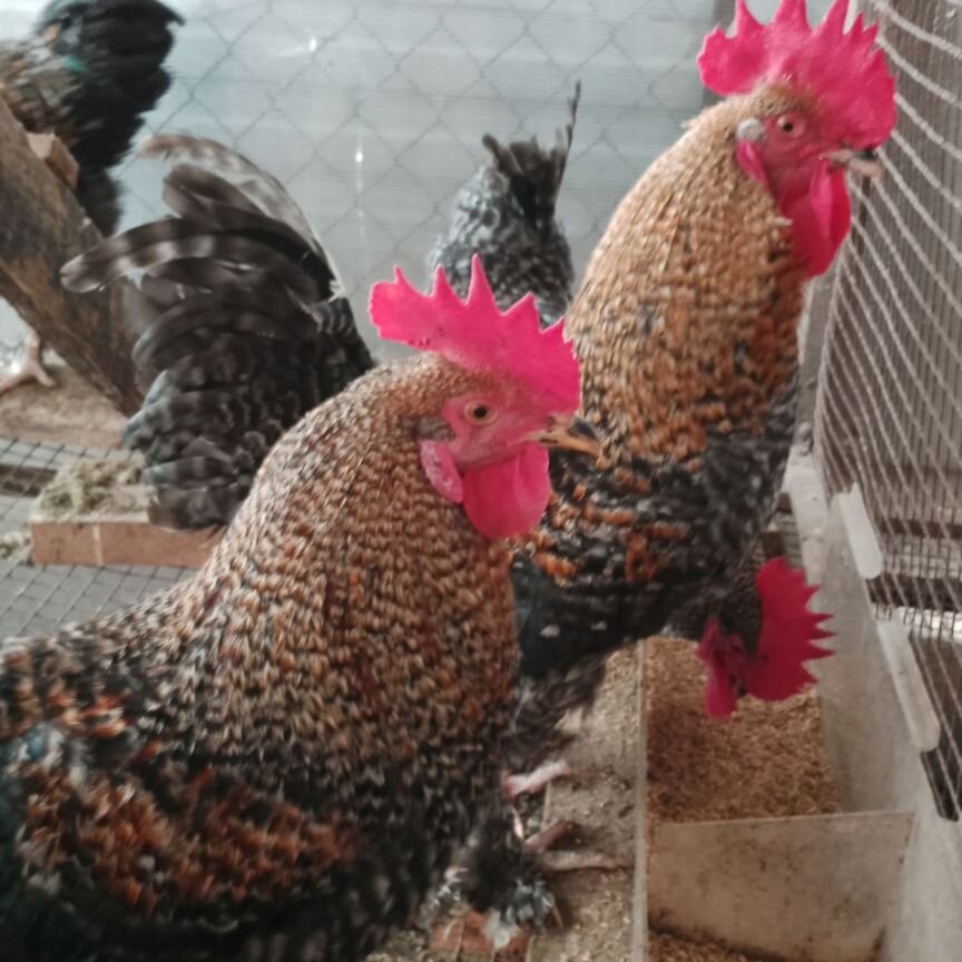 Молодые петухи