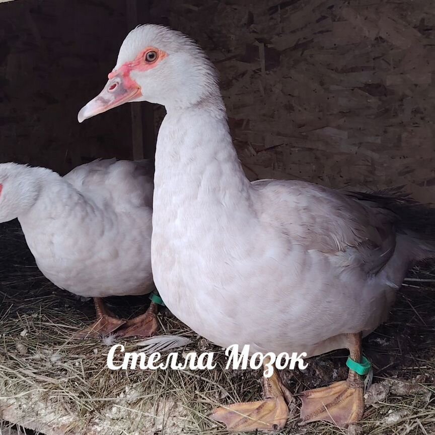 Мускусные утки индоутки