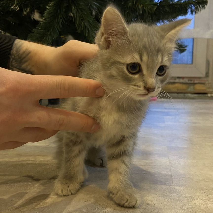 Котята в добрые руки бесплатно