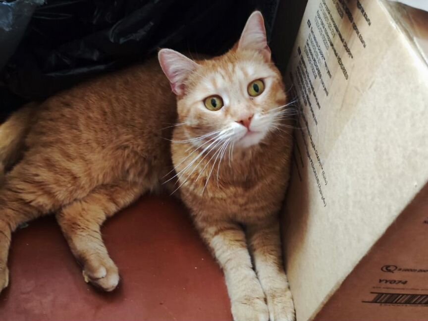 Брошенная хозяева кошечка ищет дом