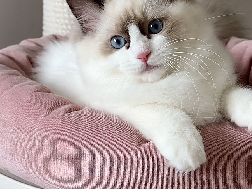 Котята рэгдолл