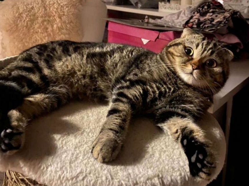 Кот вислоухий очень ждём домой