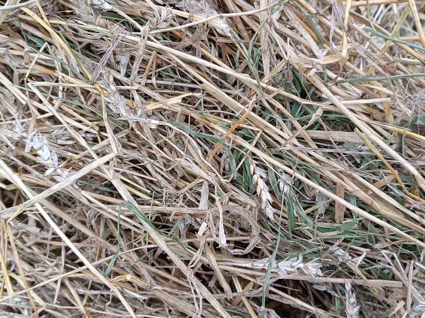 Солома в рулонах