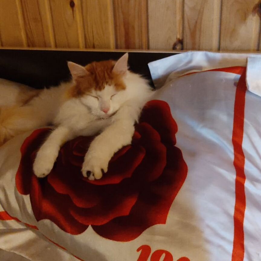 Котик кастрированный в добрые руки ласковый