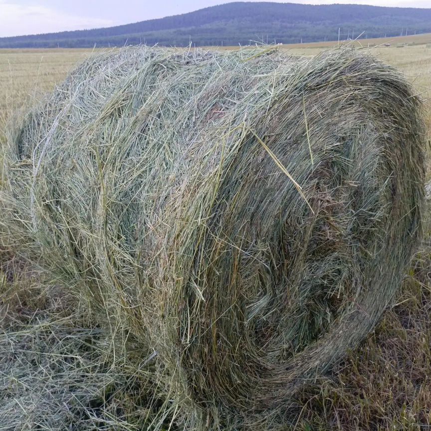 Сено в рулонах