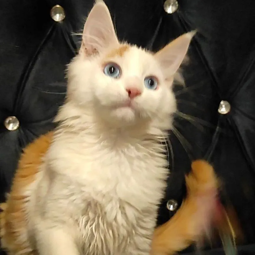 Котята Мейн Кун дгг