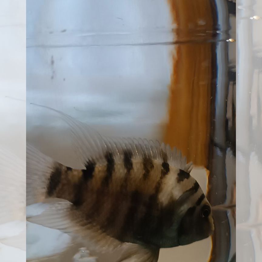 Аквариумные рыбки