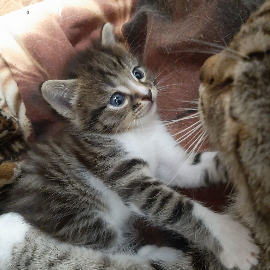 Котята в добрые руки