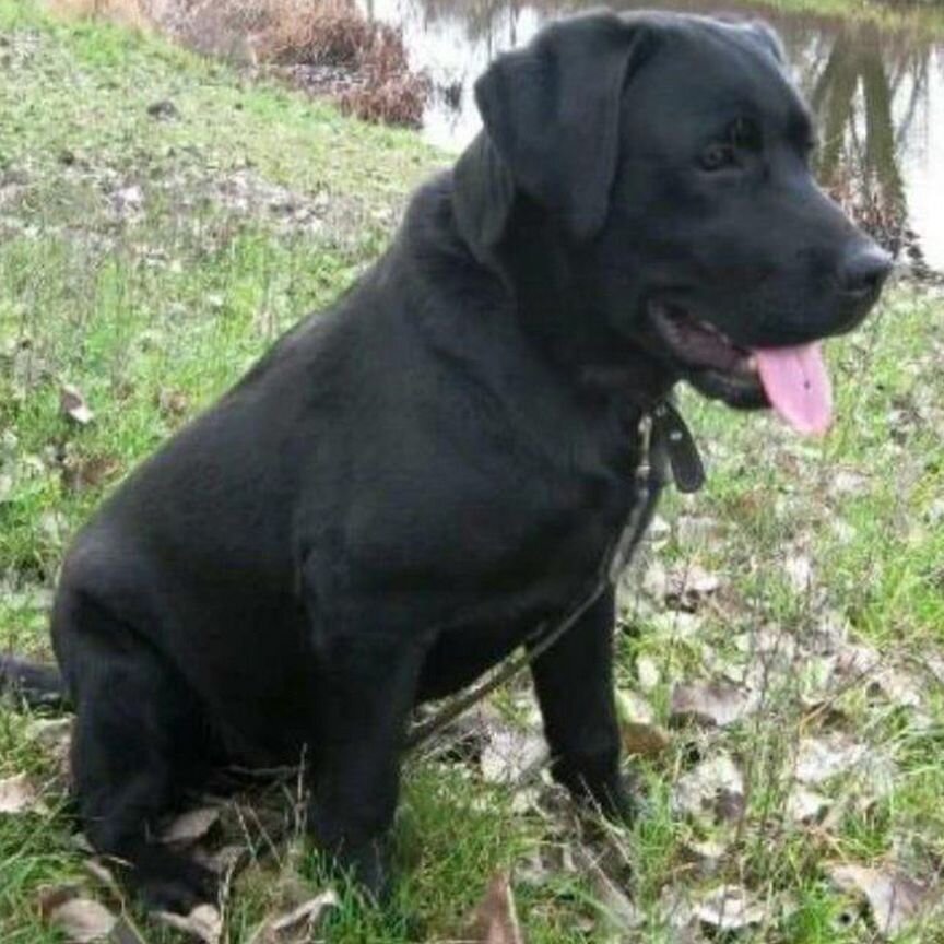 Лабрадор-ретривер, взрослая собака