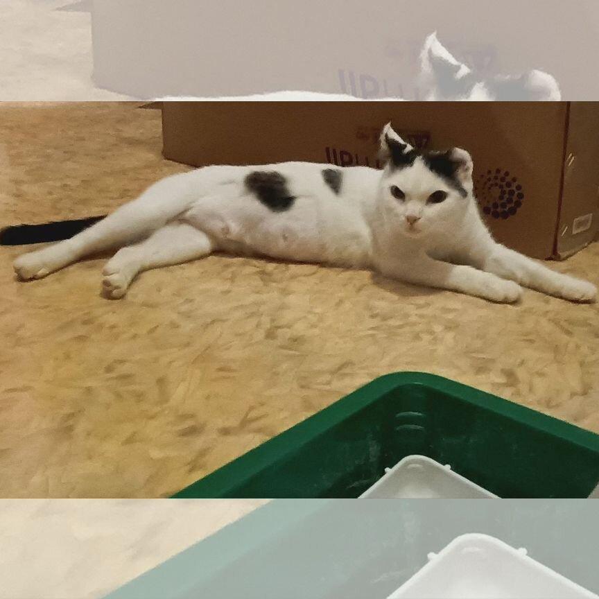 Взрослая кошка в добрые руки