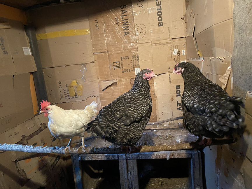 Куры несушки и один питух
