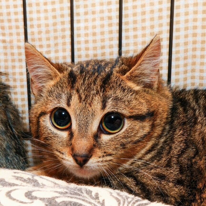 Котенок-девочка в добрые руки