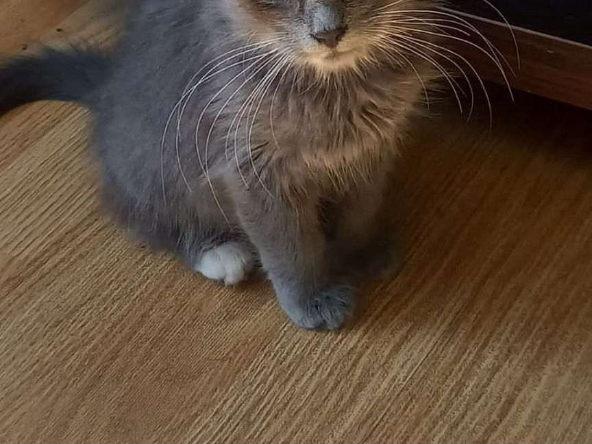 Кошка в дар бесплатно